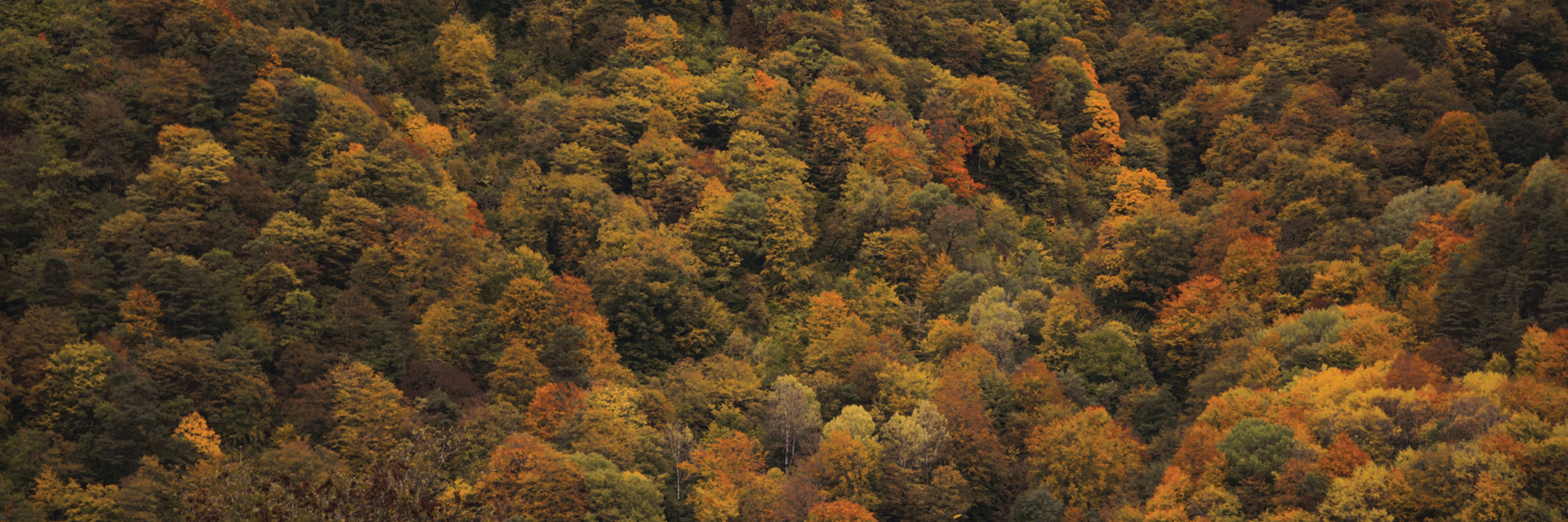 Upcoming Services | Jason Threadgold Funeral Director