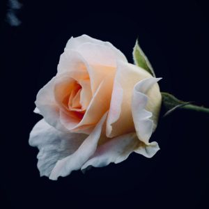 Jason Threadgold Funeral Director: Independent & Family Owned