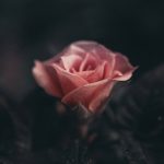 Jason Threadgold Funeral Director: Independent & Family Owned