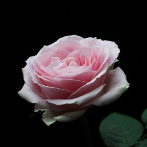 Upcoming Services | Jason Threadgold Funeral Director